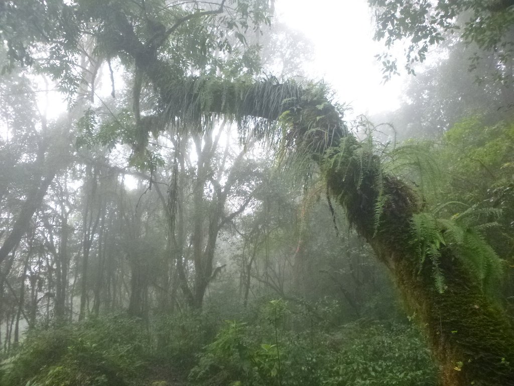 Parque Nacional Baritú: historia, clima, turismo, ubicación y más