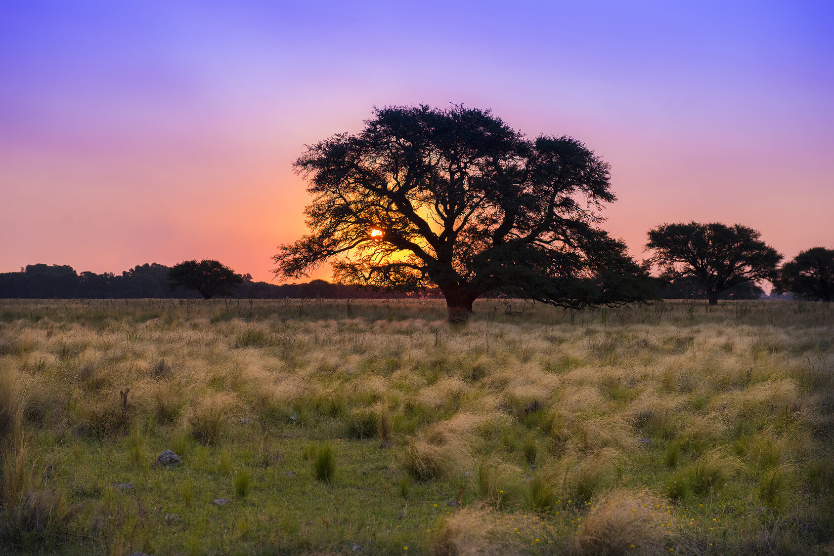 Region Pampeana Argentina: caracteristicas, clima, provincias y más